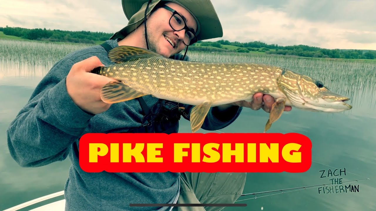 Above Average Pond Pike Fishing - YouTube