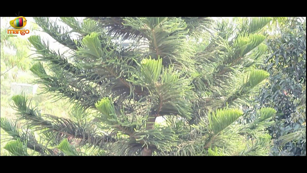 Chaar Shaney Full Movie - Part 5/9 - Moin Shah, Altaf Hyder, Bhavana ...