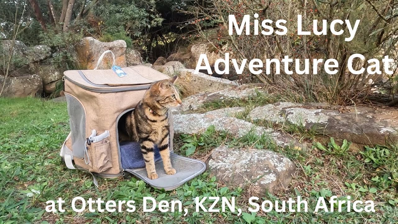Miss Lucy Adventure Cat at Otters Den, KwaZulu Natal, South Africa ...