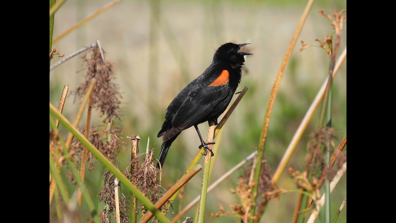Red-winged Blackbird male calling - YouTube