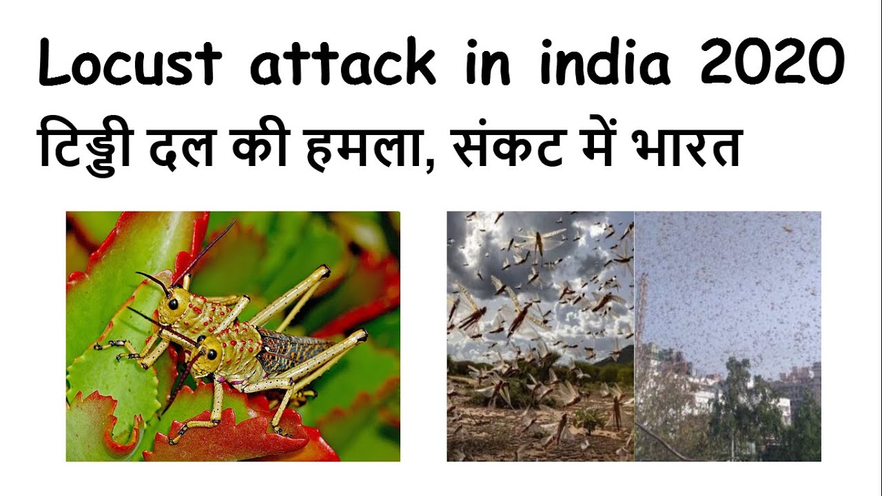 Locust attack in india 2020 - YouTube