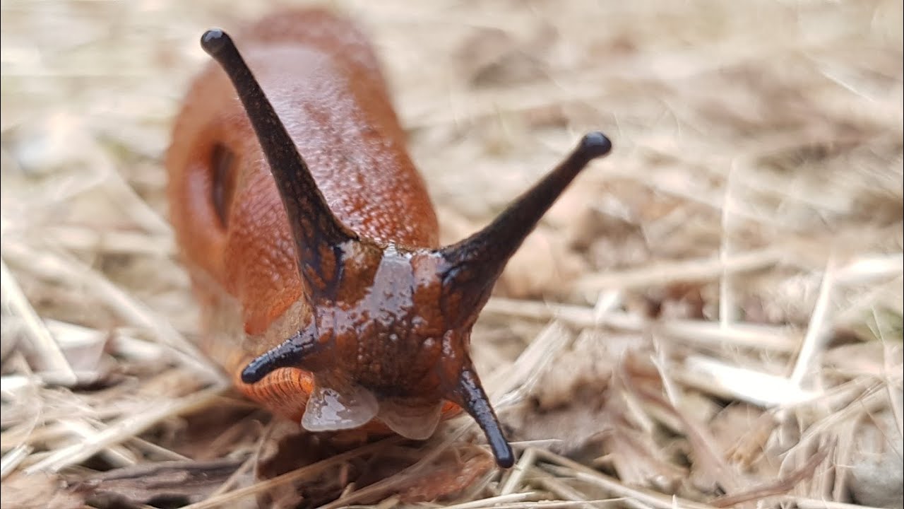 Red Slug Up-Close - YouTube