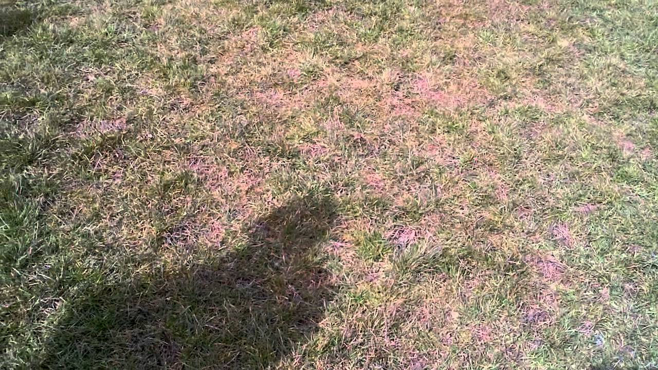 Corringham Athletic Yellow vs County Park Hawks - YouTube