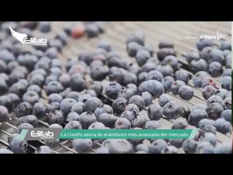 Elifab Blueberry - YouTube