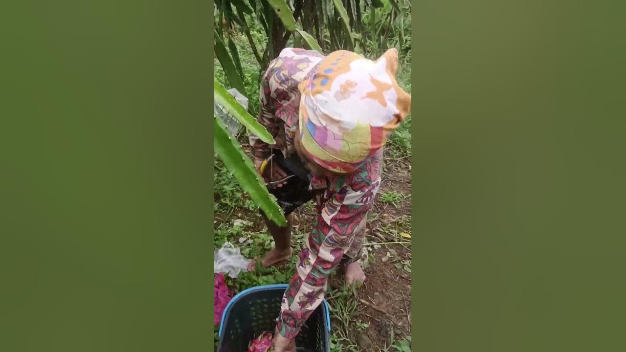 harvest ulit Dragon Fruits (@parekoy6544 ) - YouTube