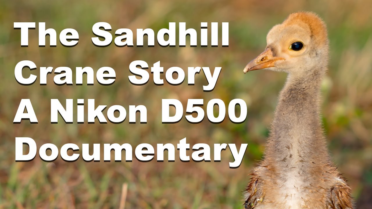 The Sandhill Crane Story - Nikon D500 Wildlife Documentary - YouTube