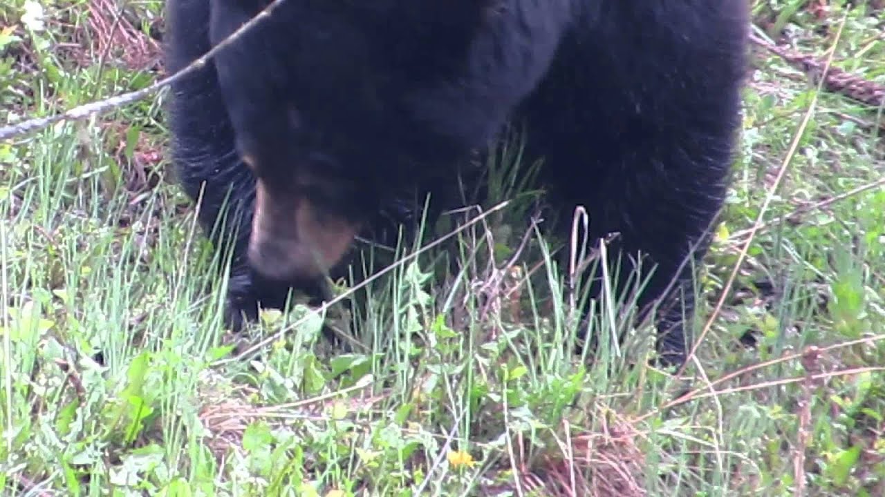 Redstreak Campground, Radium, May Long Weekend Part B - YouTube