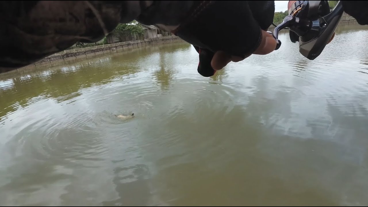 Gak Nyangka!!! Mancing dengan teknik casting di kolam pemancingan ...