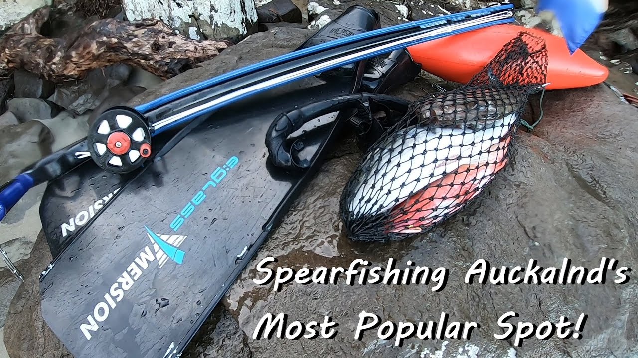 Spearfishing Auckland's Most Dived Spot | Ti Point - YouTube