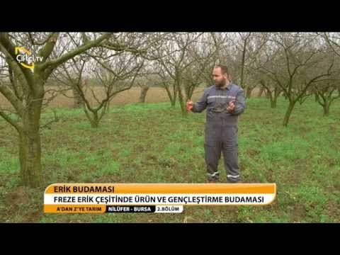 A'DAN Z'YE TARIM - ERİK BUDAMASI 2. BÖLÜM