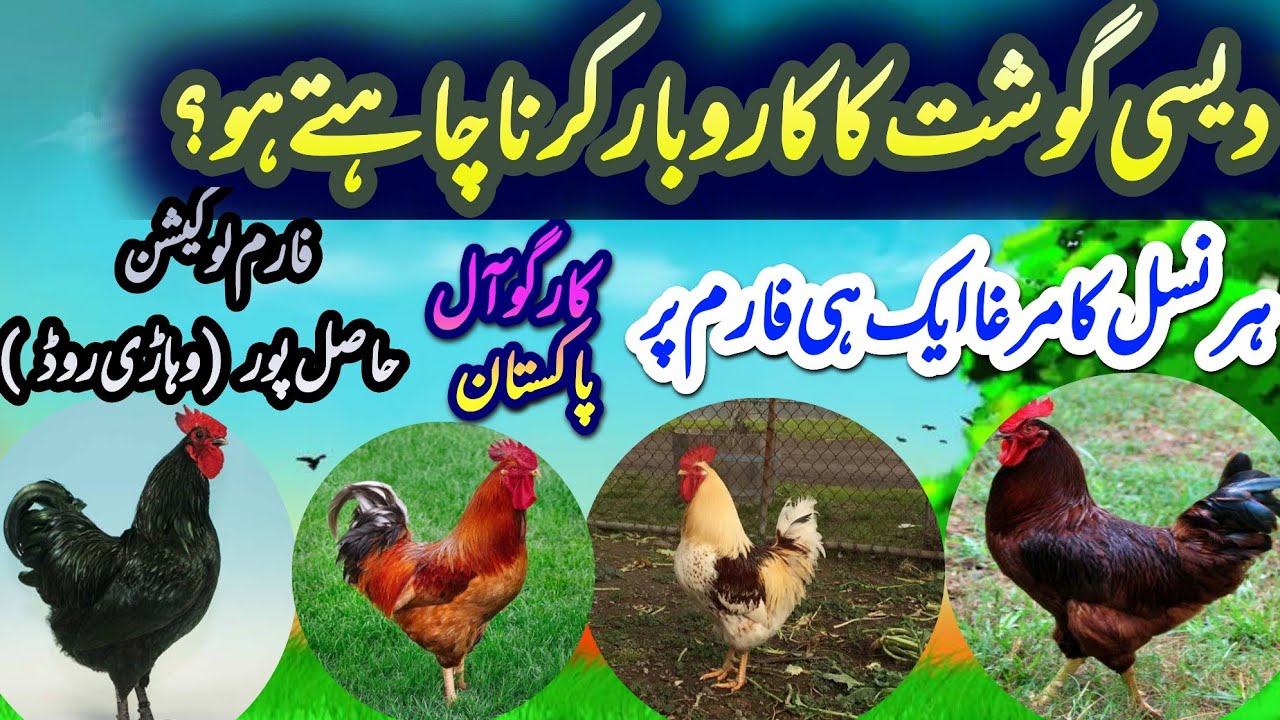 Sale Golden misri Murga Meet Perpose Busines - YouTube