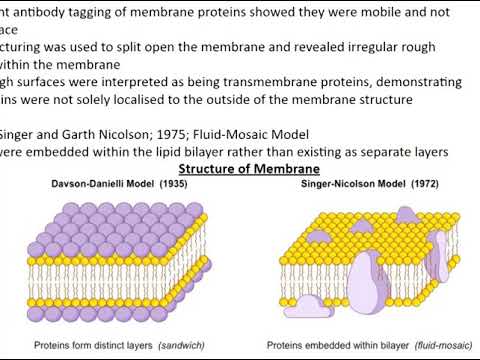 IB Biology 1.3 & 1.4 Membrane Structure and Transport (SL) - YouTube