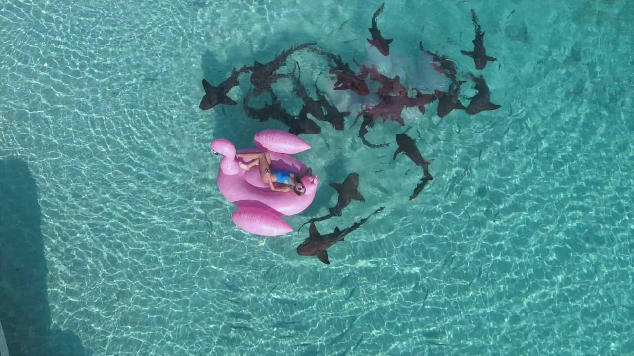 Polina and her Giant Pink Flamingo swimming with sharks in the ...