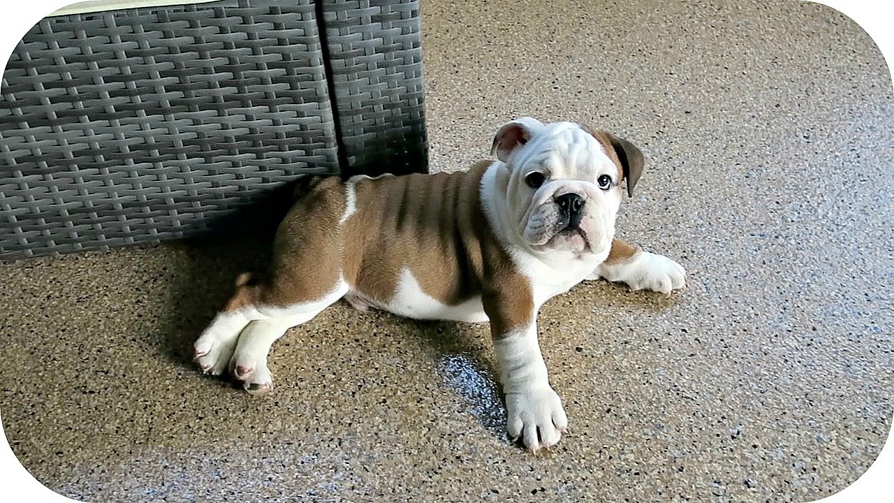 Puppy bulldog hanging out in the patio (Hercules the Bulldog) - YouTube