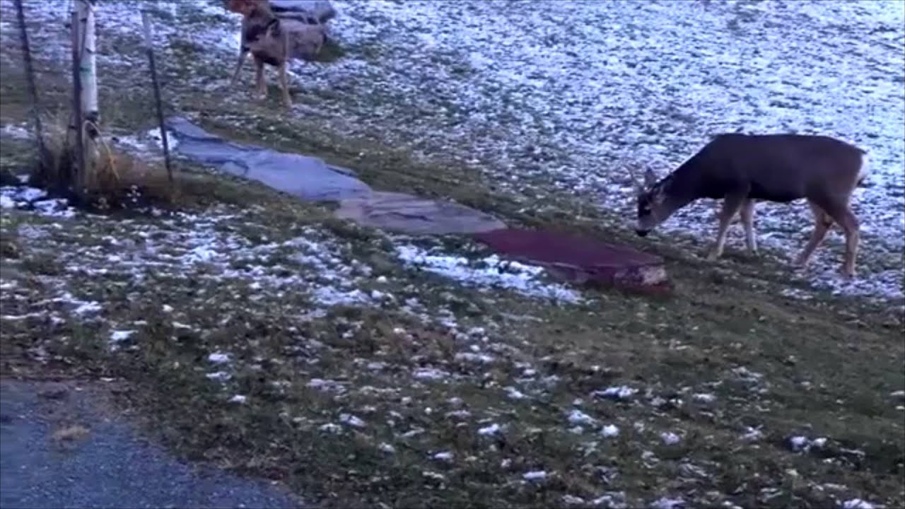 Watch out for Deer - YouTube