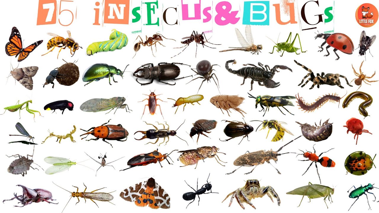 Top 75 Insects & Bugs Name You Need to Know | English #kidslearning # ...