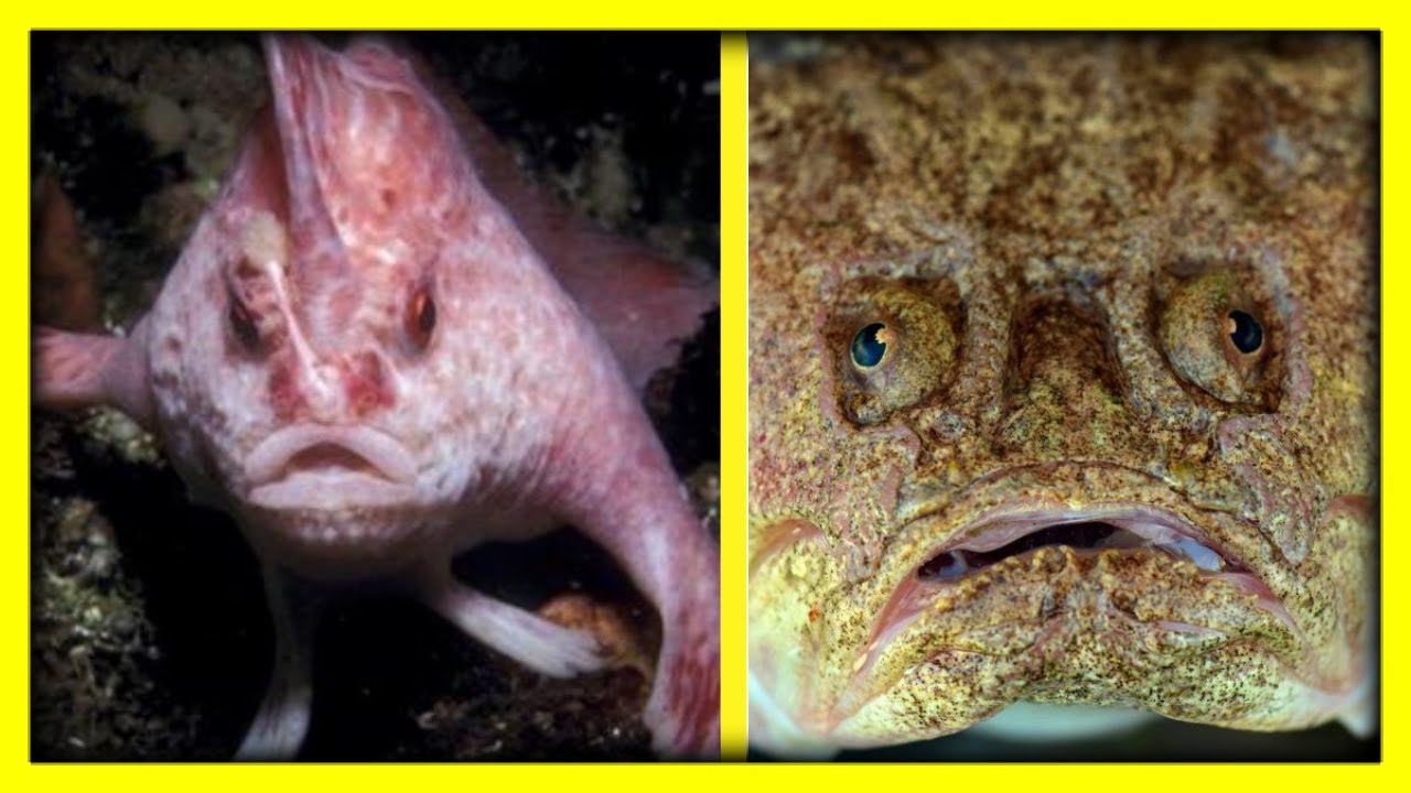 LOS 6 PECES MARINOS MAS RAROS DEL MUNDO 🌎 - YouTube