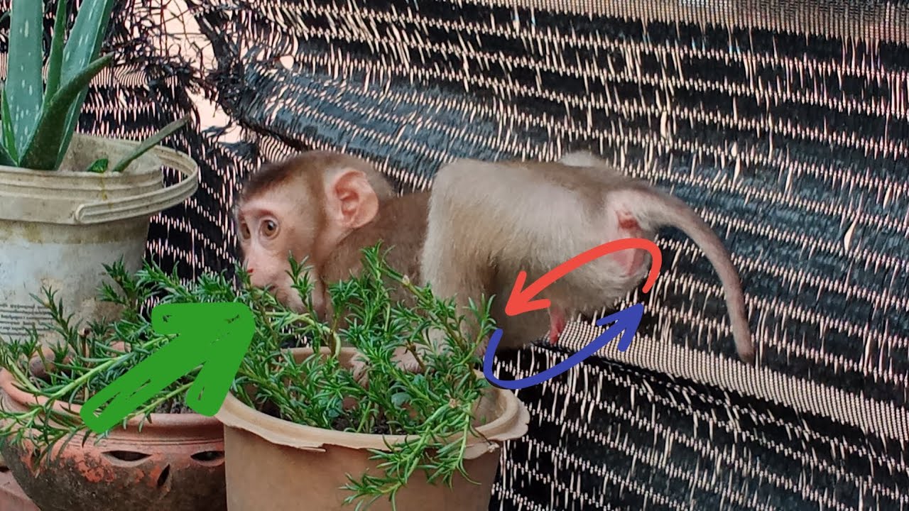 Spid(e)r Monkey ... #monkeyvideo #monkey #animals #youtube - YouTube