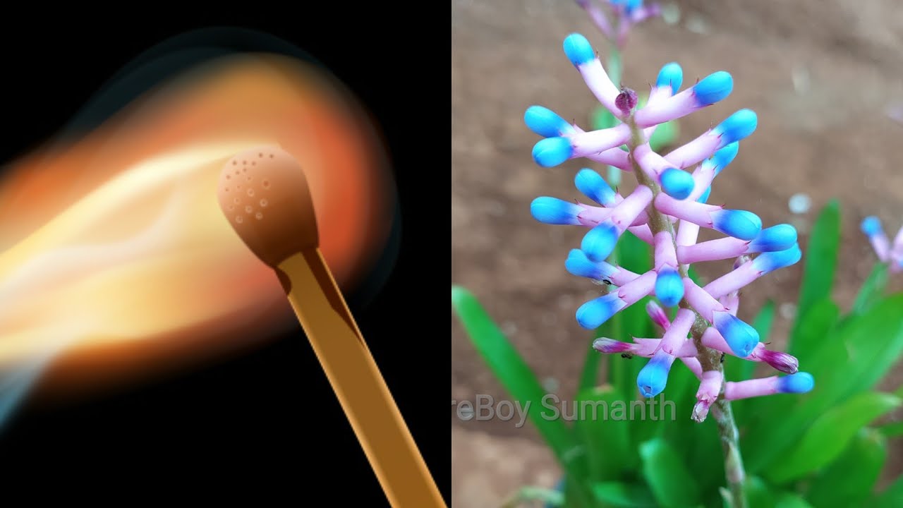 Match stick plant/Aechmea gamosepala/Bromeliads/Exotic Plants/Unique ...