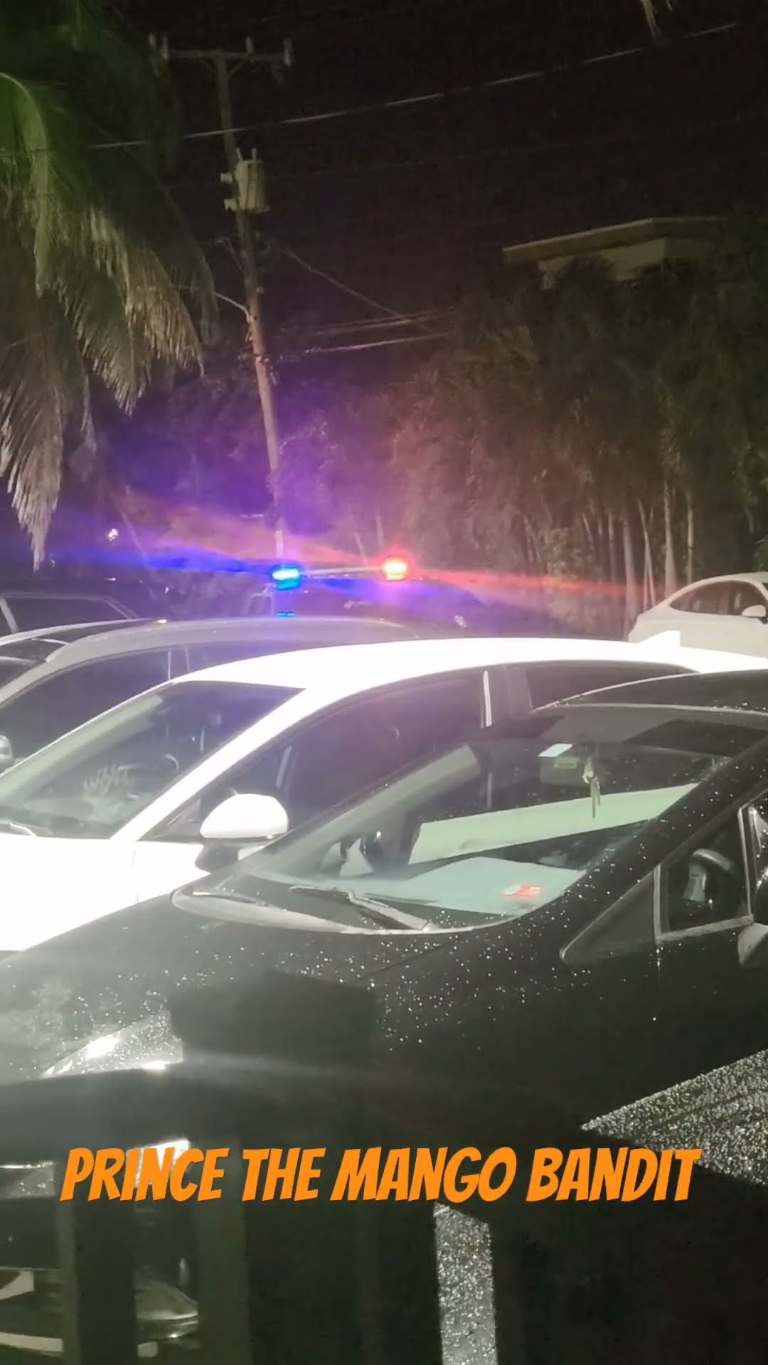 PRINCE MANGO 🥭 BANDIT #Fyp #mango #music #pitbull #dogs - YouTube