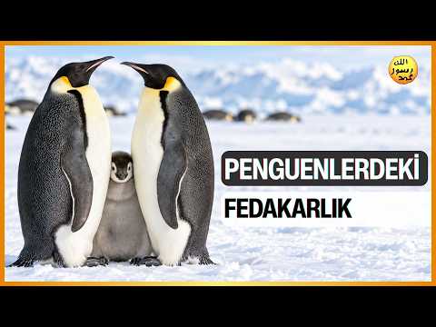 Penguenlerdeki Sabır ve Özveri