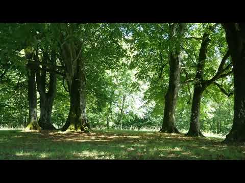Wind Blowing Peacefully Through Trees   Sound