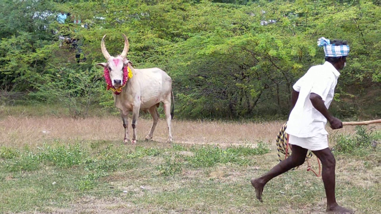 Siravayal 2020 part. 3 karuppur vellaiyan - YouTube