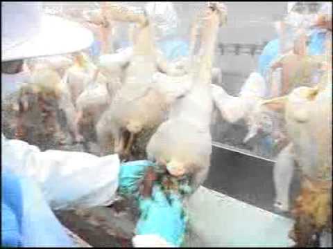 manual evisceration 1 - YouTube