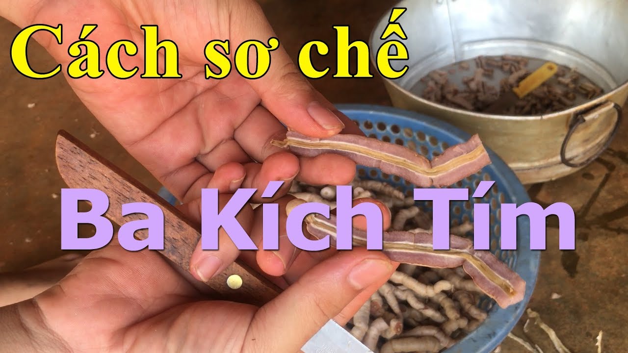 BA KÍCH TÍM | CÁCH NGÂM RƯỢU BA KÍCH TÍM | Phạm Gia TV - YouTube
