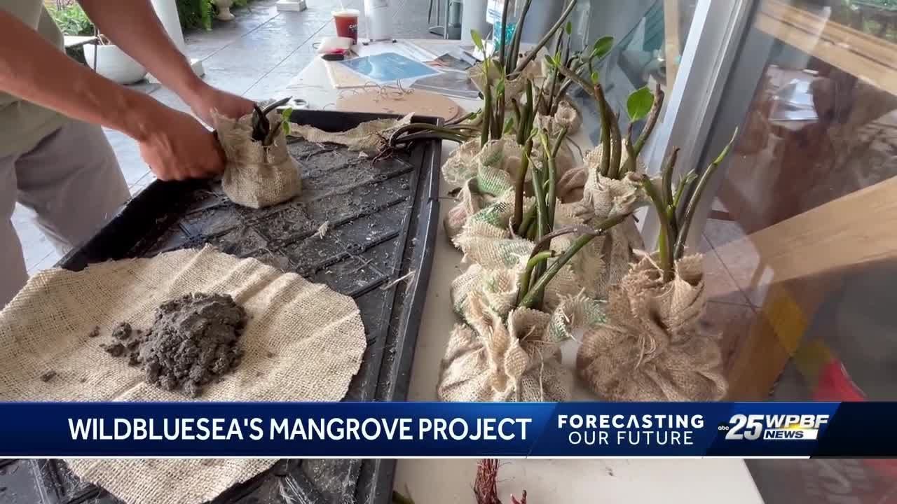 Hanging mangrove seedlings to raise awareness - YouTube