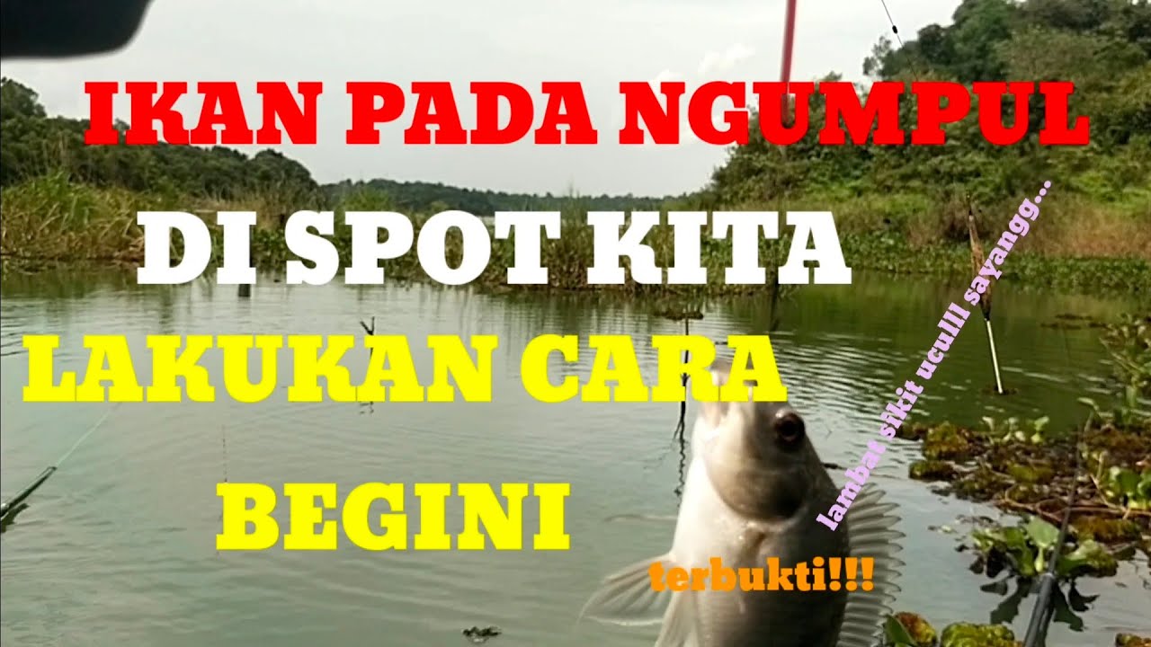 TIPS",CARA BIAR IKAN PADA NGUMPUL DILAPAK KITA LAKUKAN CARA BEGINI ...