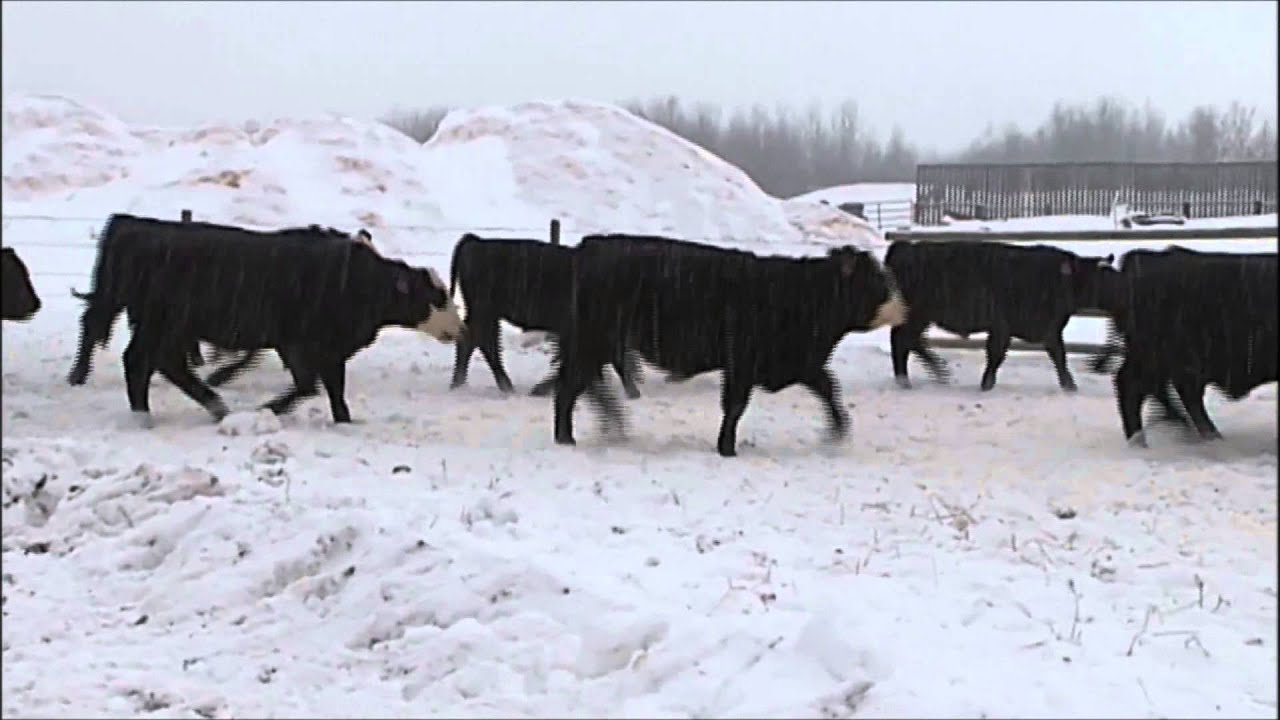 2013 Black Super Baldie Yearling Bulls (Angus x Simmental)- M.C ...