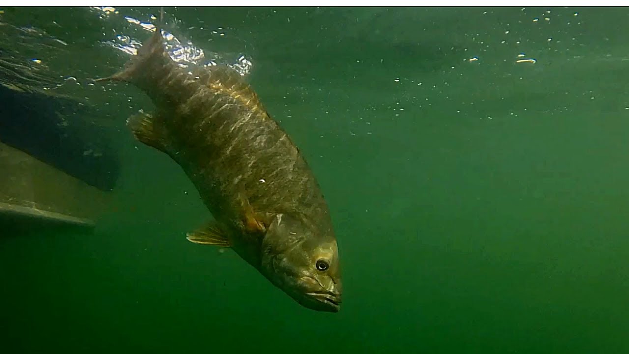Summer Bass Fishing Lake Charlevoix (Deeper Water Pattern) - YouTube