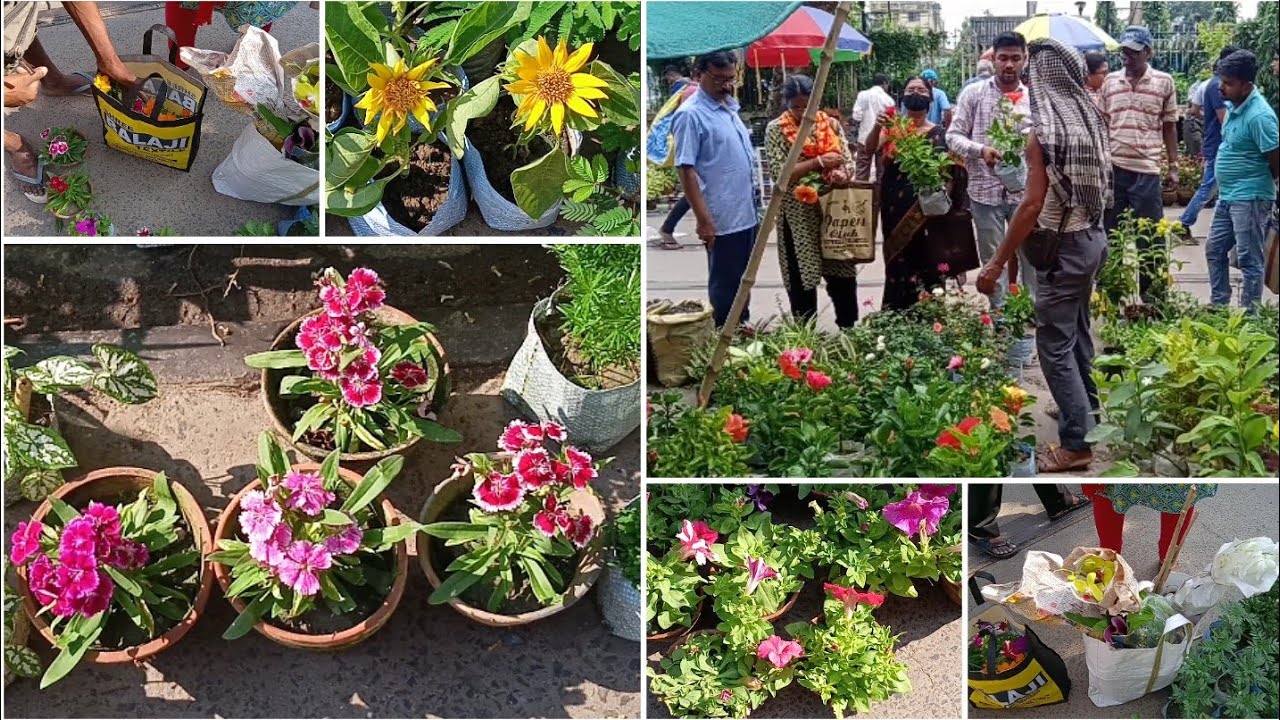 Dianthus Plant Mule-Ear Plant Petunia Plant Chandramollika Plant At ...
