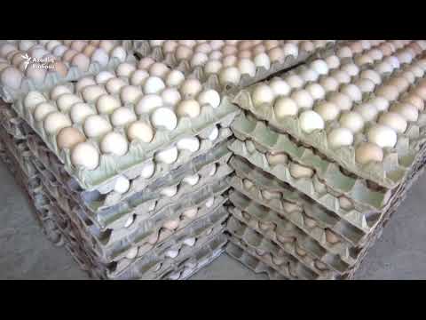 2500 toyuğu olan müəllimə