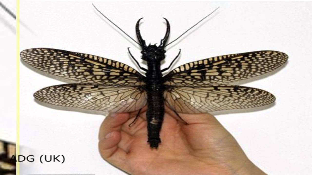 Largest Insect In The World Discovered In China - YouTube