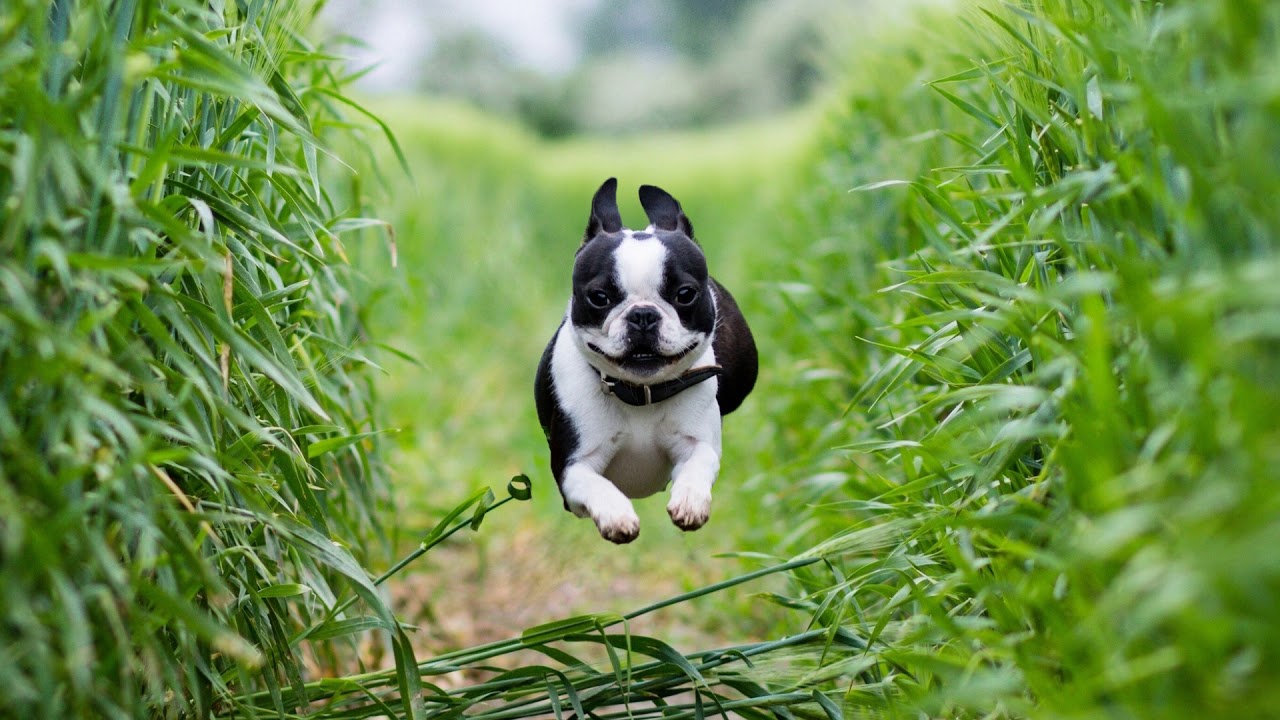 Slow motion dog wallpaper - YouTube