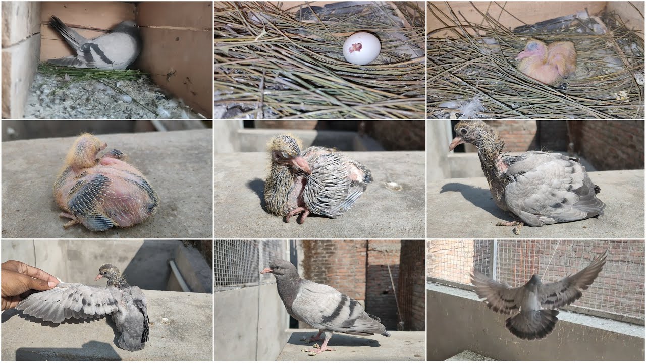 Pigeon baby growth from hatching to flying - YouTube