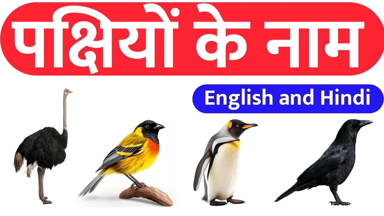 Birds name in english with pictures|Pakshiyon ke naam|Birds name for ...