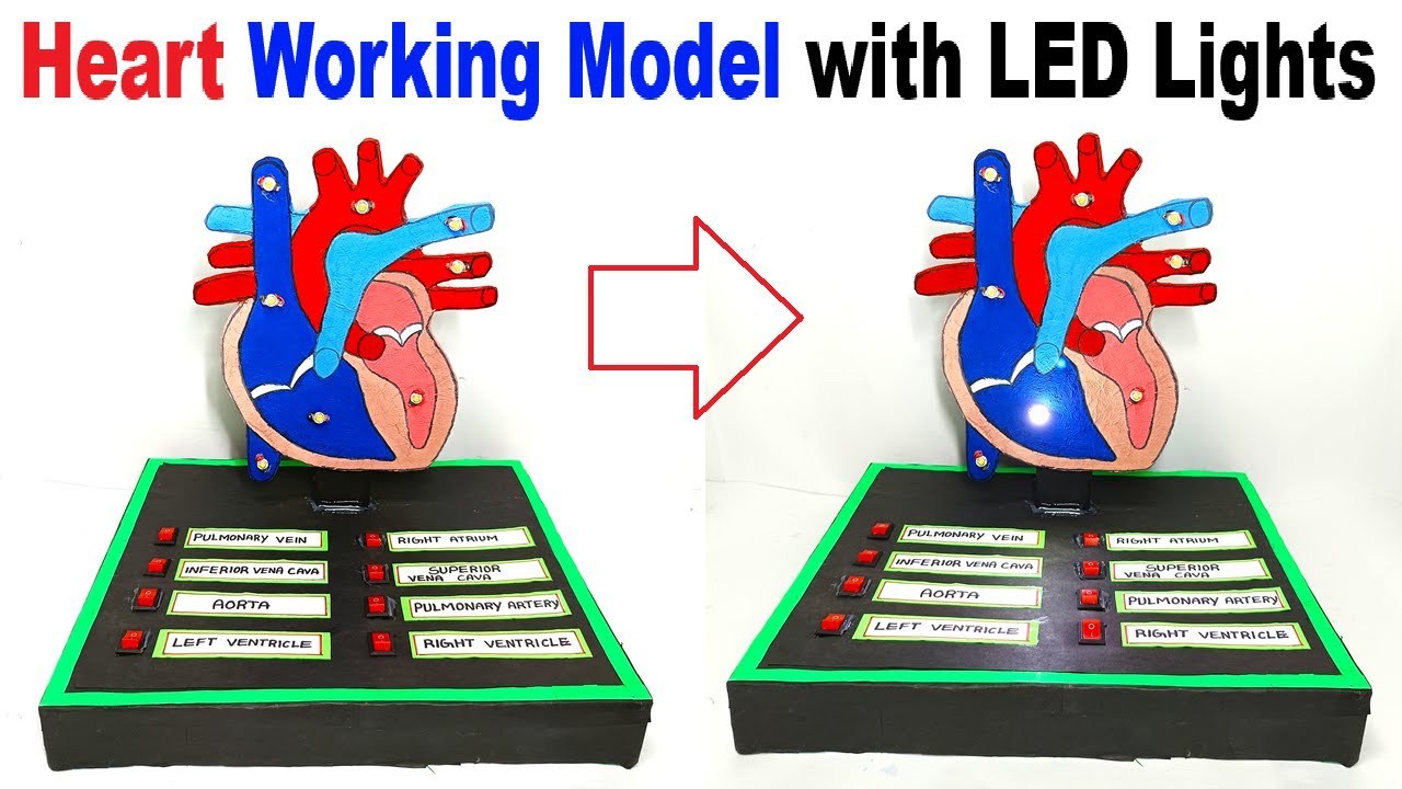 human heart working model with LED Lights - creative - craftpiller ...