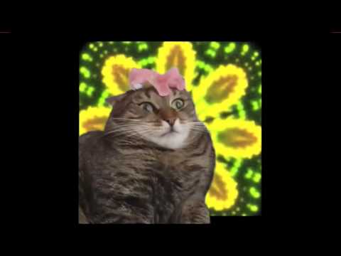 Flower cat we can be happy together | Cat Transcendence | Know Your Meme