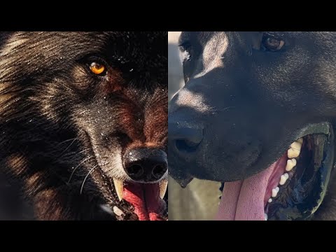 Kanada Kurdu vs Kangal Kim Daha Güçlü?