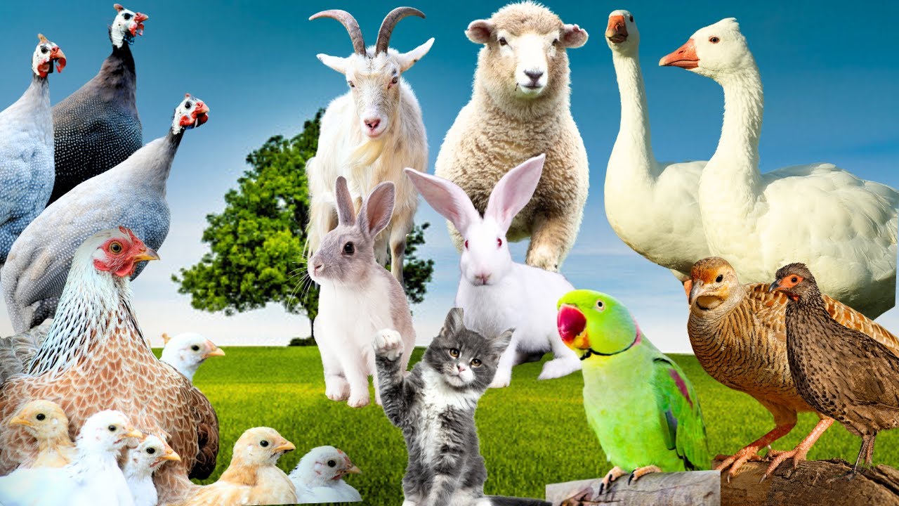 Kittens Playing: Rooster Feeding Hens, patridges, Rabbits, Parrot ...