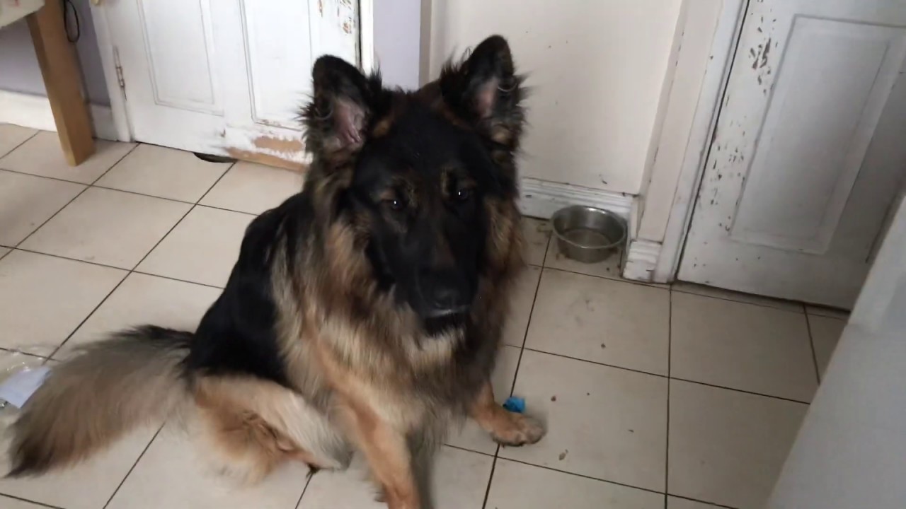 Storm eating a treat (Requested by music vlogs ) - YouTube