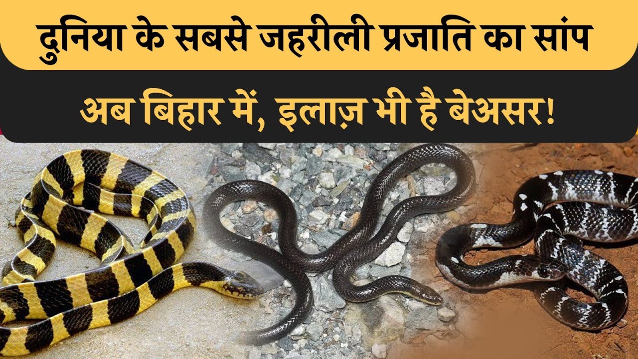 Bihar में मिला दुनिया का सबसे ज़हरीला snake, Sindh Karait, bandit ...