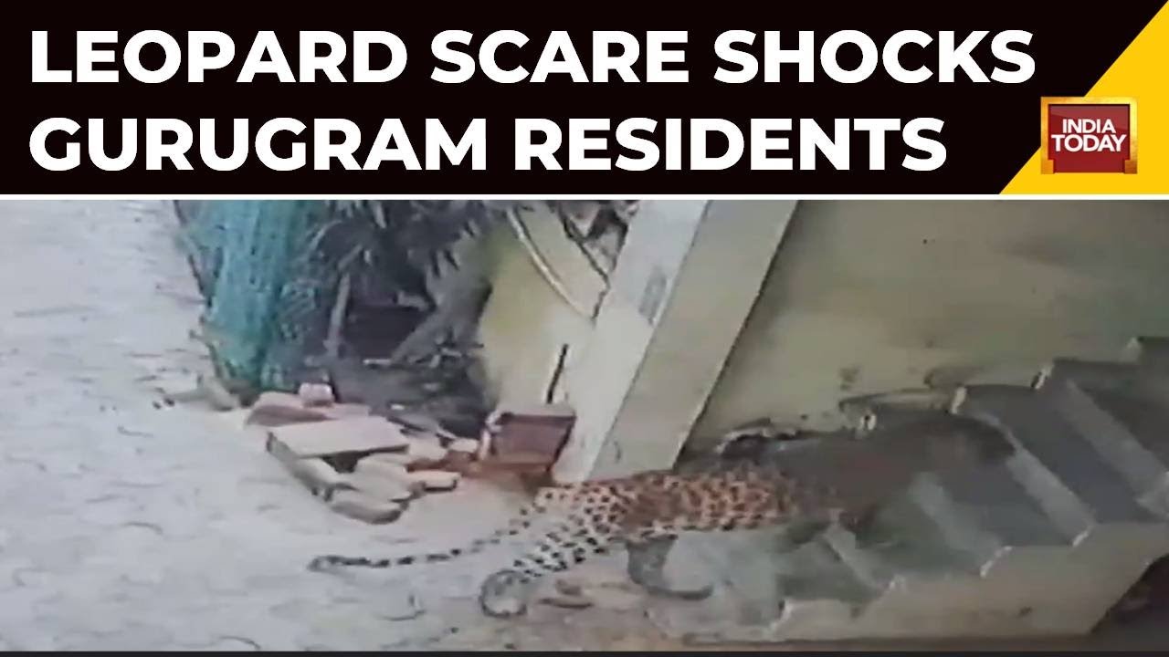Leopard Enters House In Gurugram, Forest Officers On Spot | Caught On ...