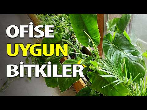 Kolay Ofis Bitkileri | Ofiste Hangi Bitkiler Yetişir? | Ev Yeşili