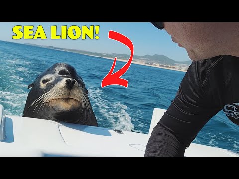 Sea Lion Jumps on Fishing Boat
