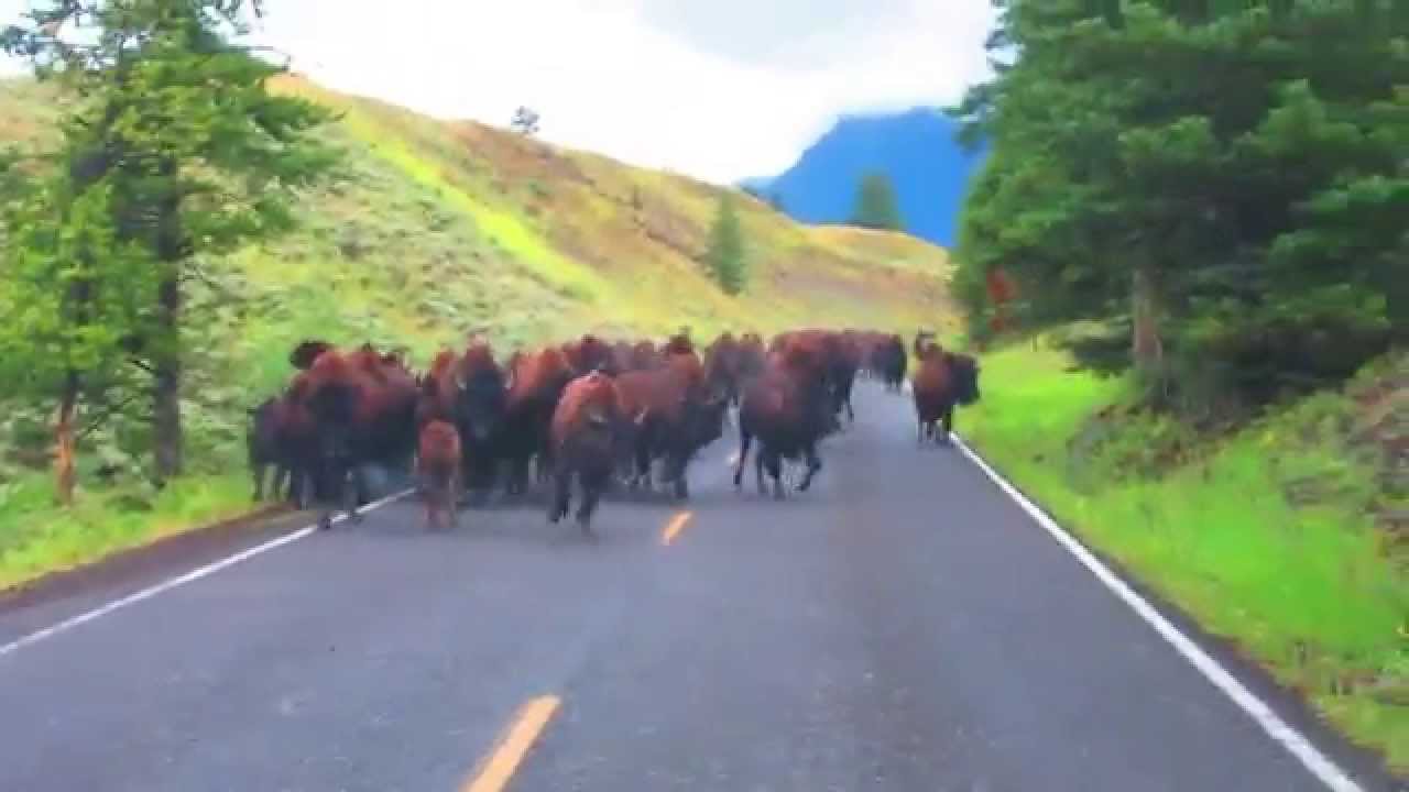 Bison Bison Bison Stampede - YouTube