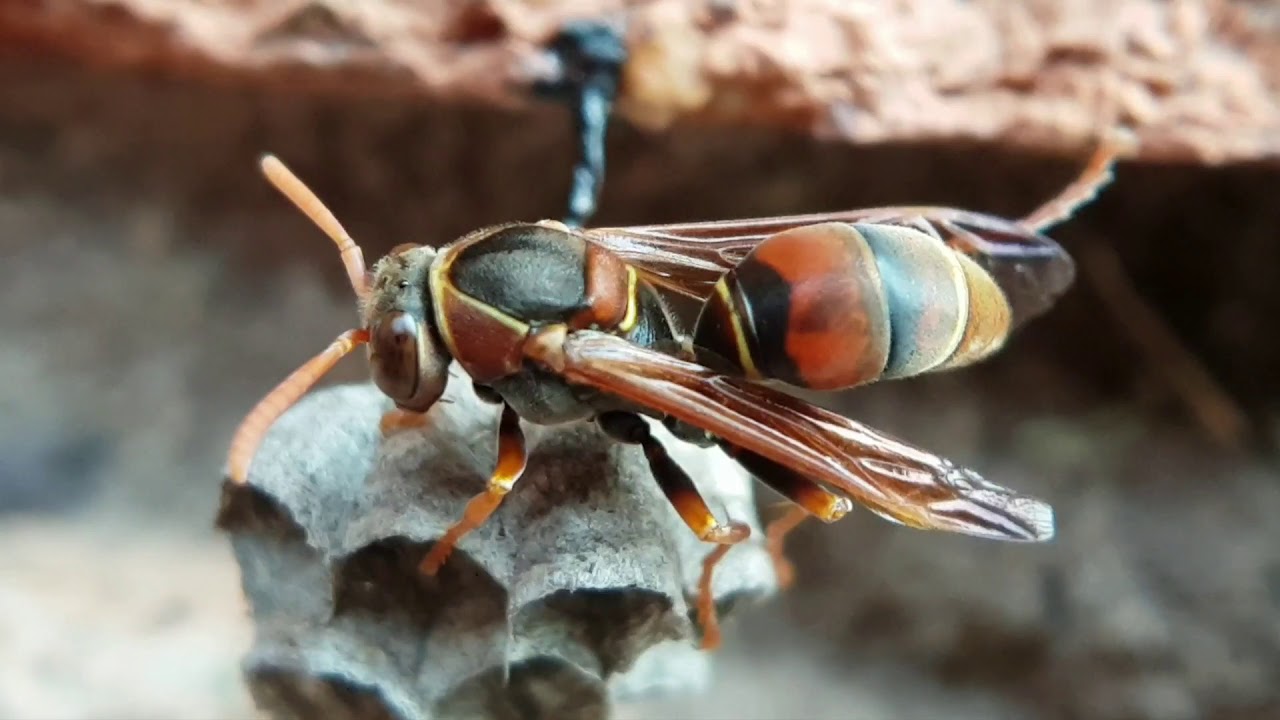 10x Macro HD Video of Polistes humilis (PaperWasp) - YouTube